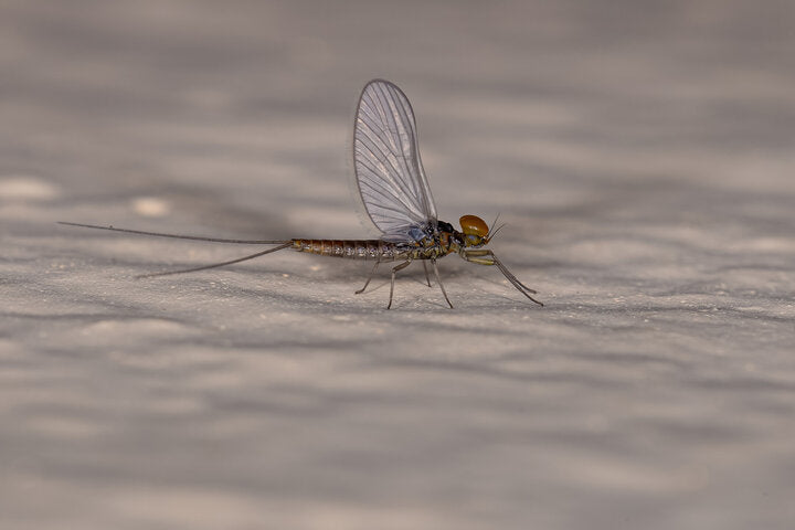 Baetis or BWO: Understanding the Confusion — Big Y Fly Co
