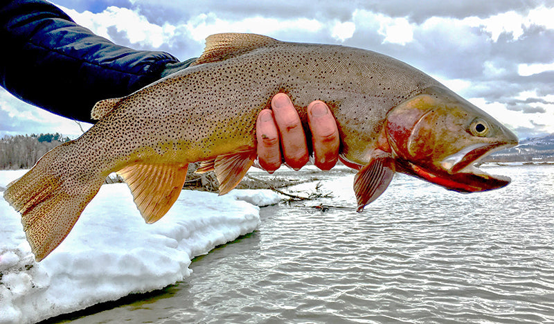 May 2017 #3 — Big Y Fly Co