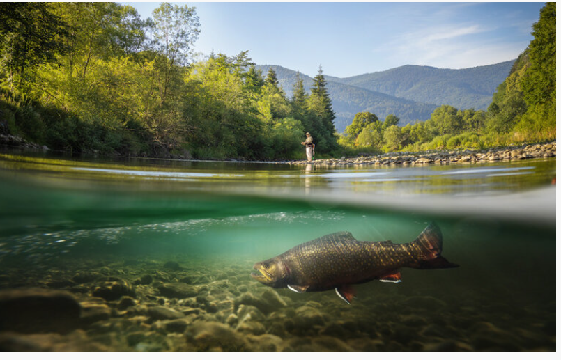 Dry Fly vs. Nymph: How to Choose the Right One for the Day — Big Y Fly Co