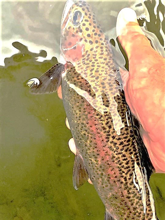 Blue Wings and March Browns- Different hatches require different strat ...
