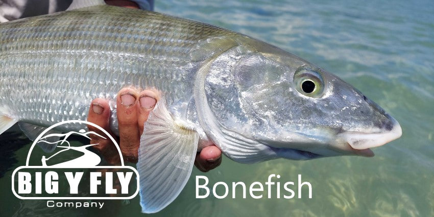 Bonefish Flies – Proven Saltwater Patterns for the Flats | Big Y Fly Co