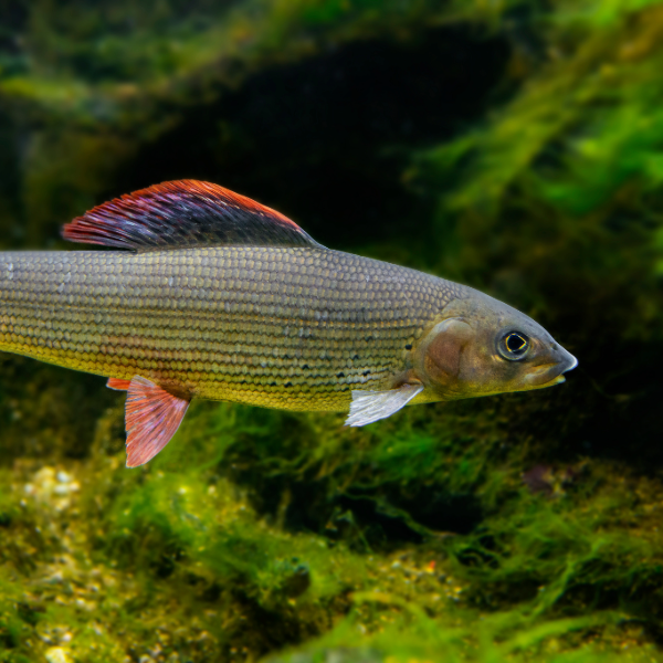 Grayling Fly Patterns – Proven Flies for Arctic Grayling | Big Y Fly Co