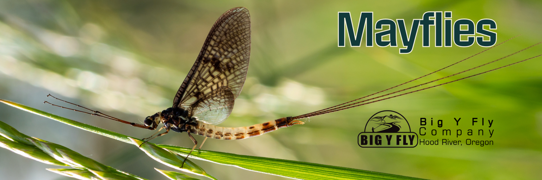 Mayflies — Big Y Fly Co