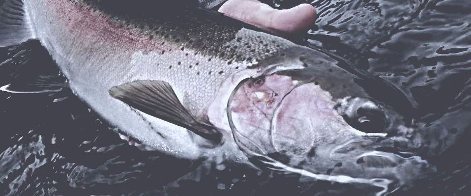 Pacific Steelhead - Winter Run — Big Y Fly Co