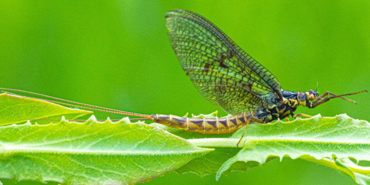 Green Drake Flies – Dries, Emergers & Nymphs Big Y Fly Co
