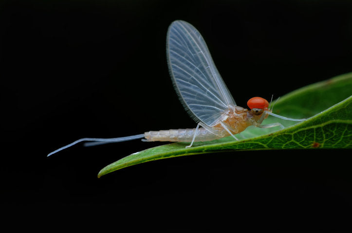 PMD Flies – Nymphs, Emergers, Duns & Spinners Big Y Fly Co