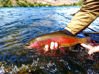 Big Y Fly Co® Best Selling Fly Fishing Flies-Since 2004-Discount Flies