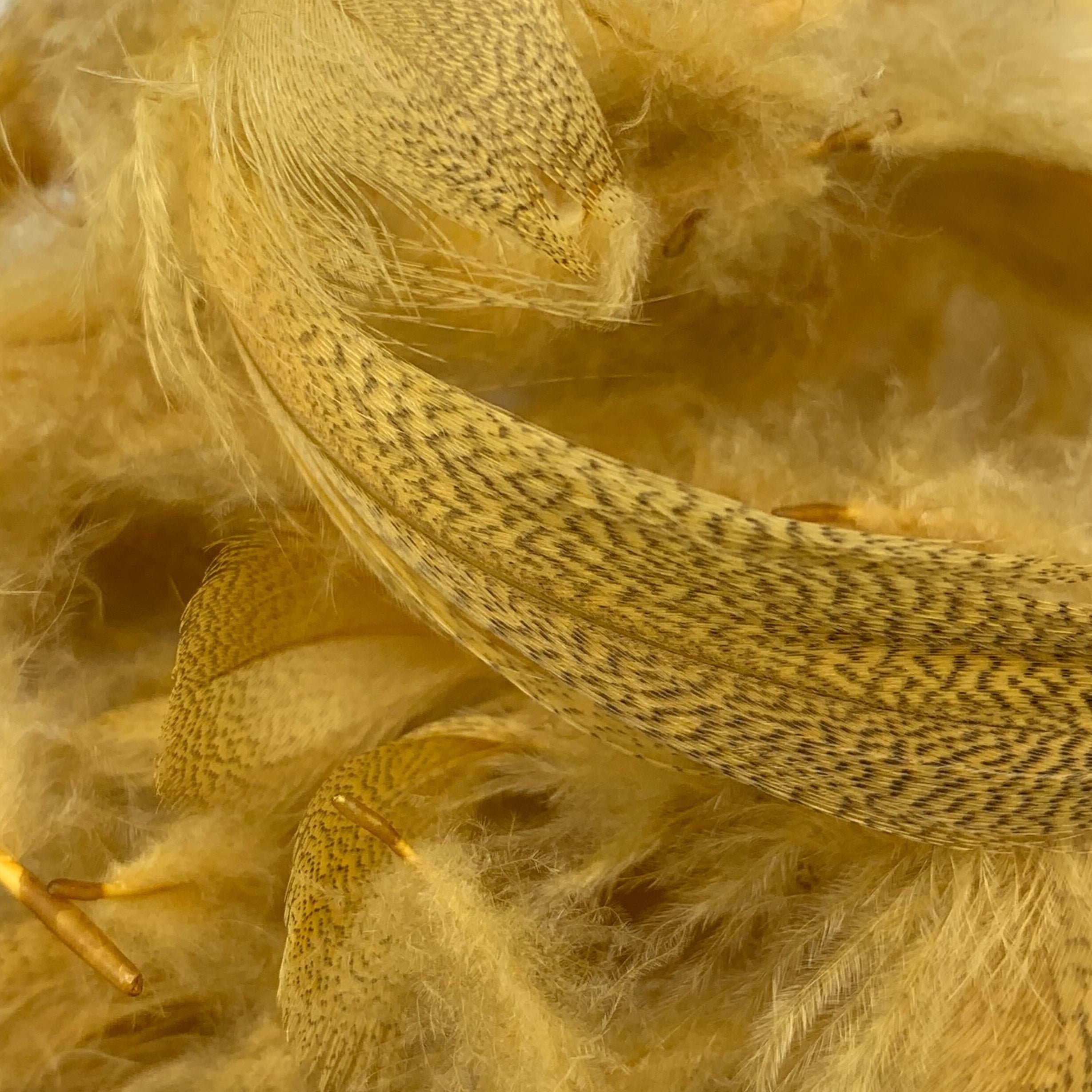 Big Pack Mallard Flank-Discount Fly Tying Materials-BigYFlyCo.com — Big ...