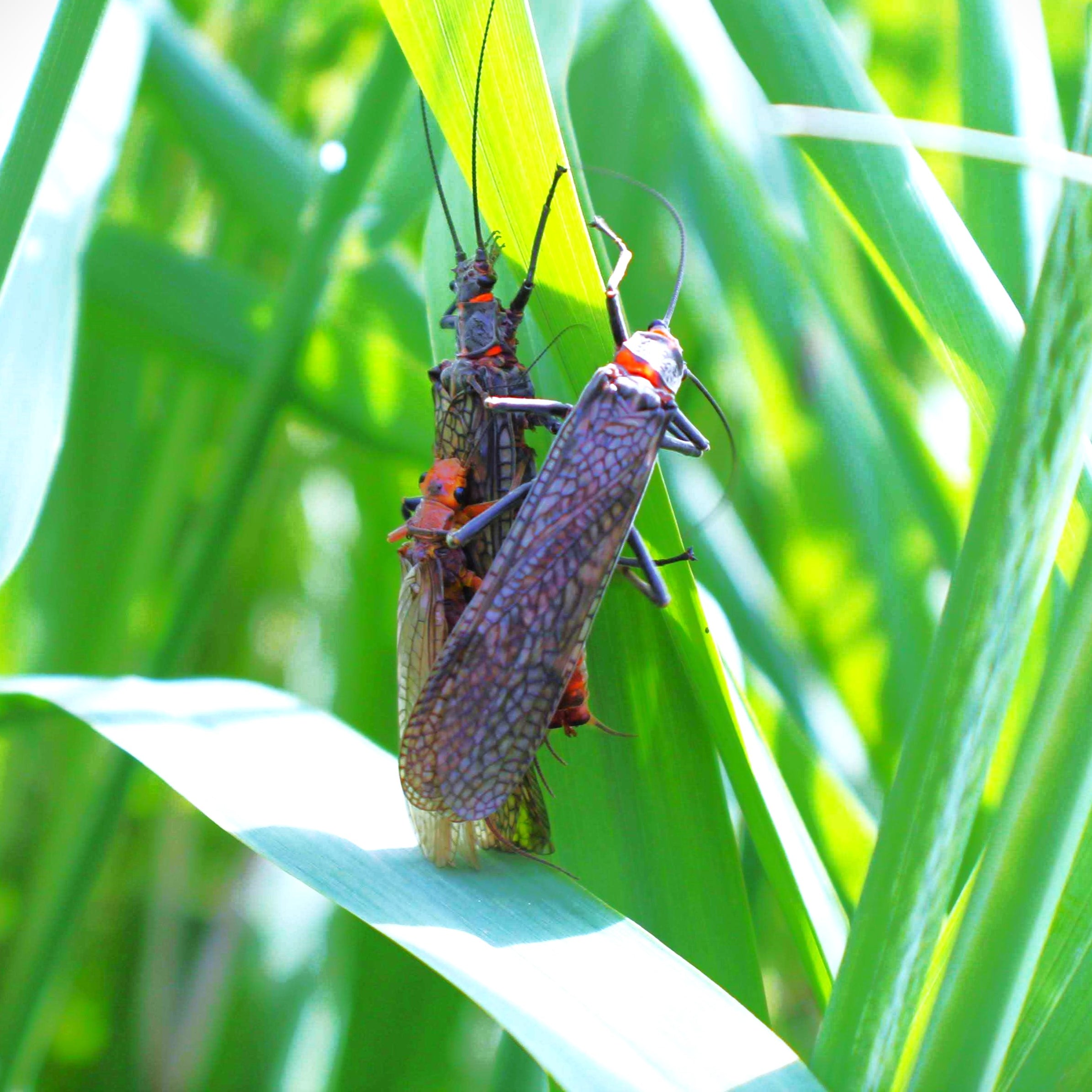 Big Y Fly Co: Premium, Affordable Fly Fishing Gear | Flies, Rods,Reels