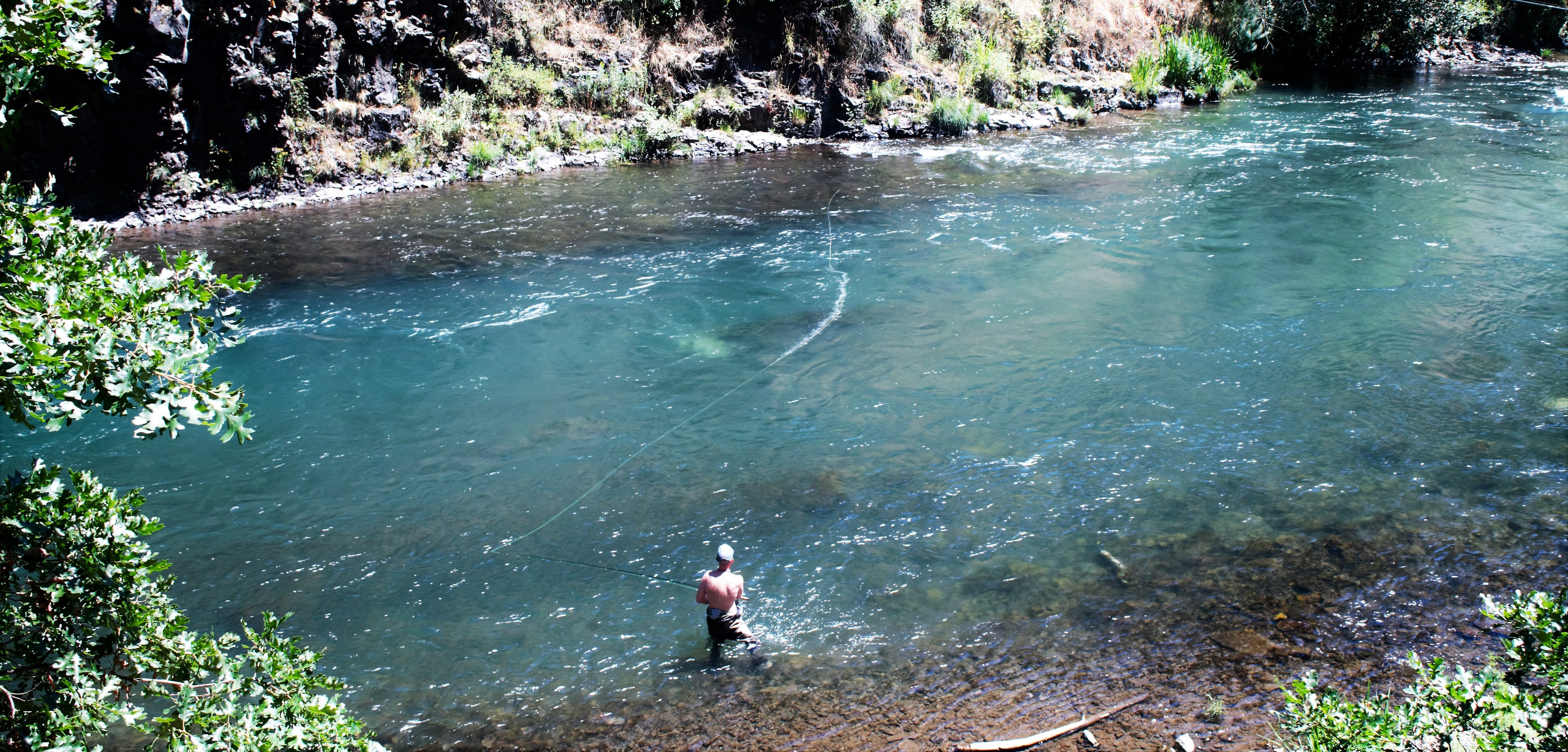 Pacific Steelhead - Summer Run — Big Y Fly Co