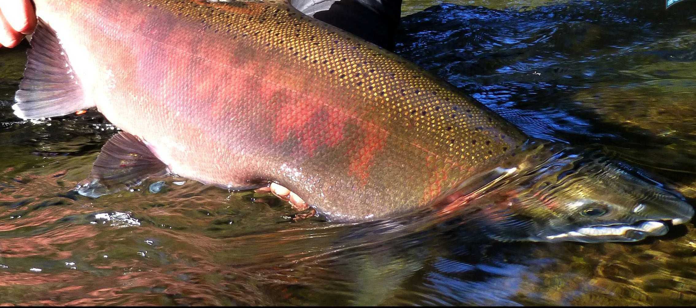 Big Y Fly Co® Best Selling Fly Fishing Flies-Since 2004-Discount Flies