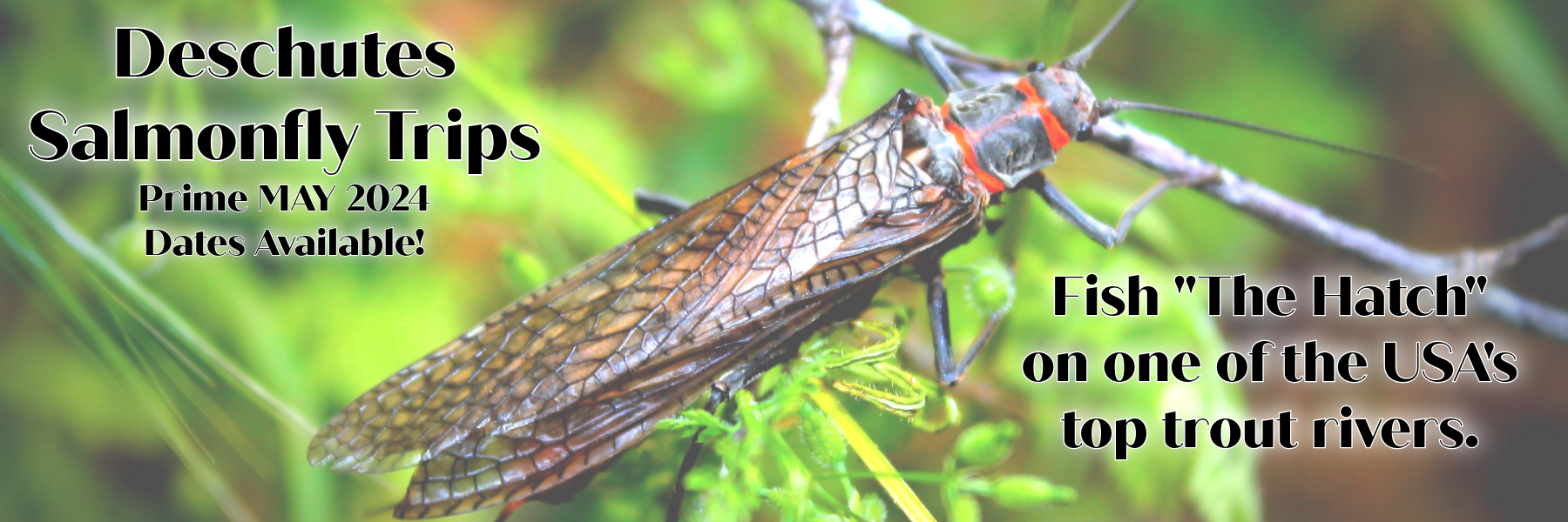 Big Y Fly Co® Best Selling Fly Fishing Flies-Since 2004-Discount Flies