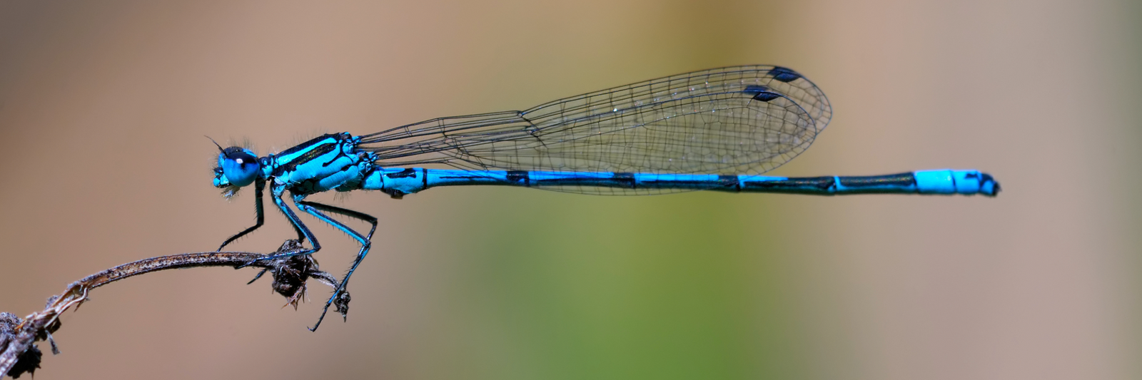 Big Y Fly Co® Best Selling Fly Fishing Flies-Since 2004-Discount Flies