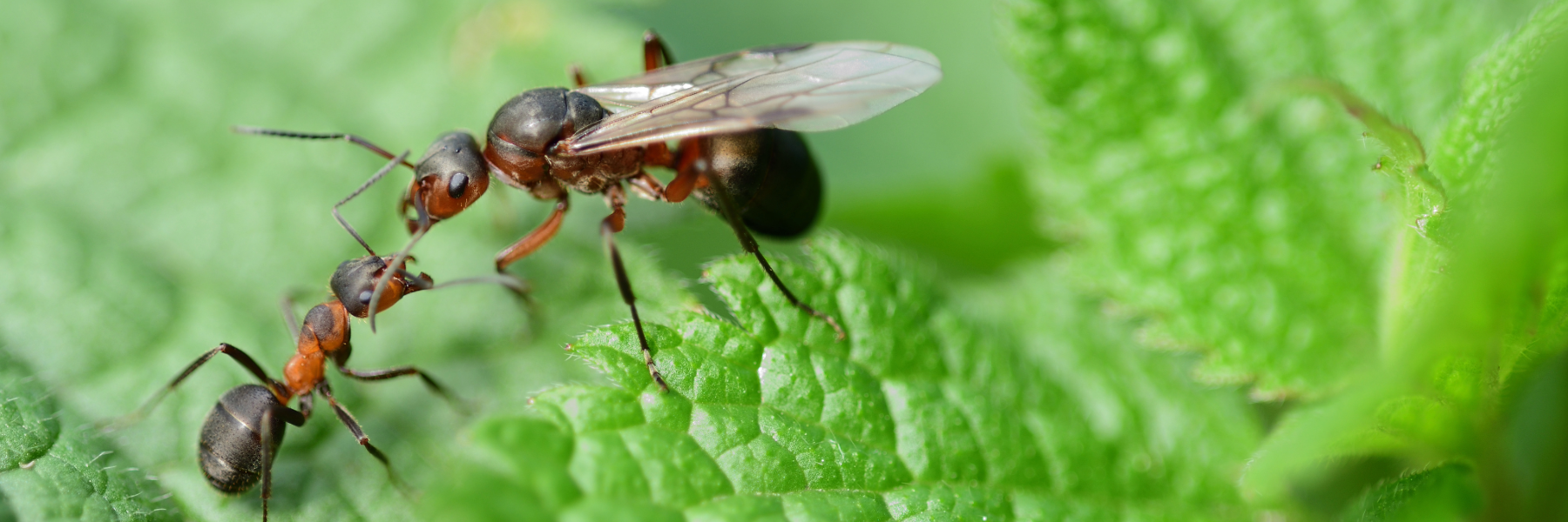 Big Y Fly Co® Best Selling Fly Fishing Flies-Since 2004-Discount Flies