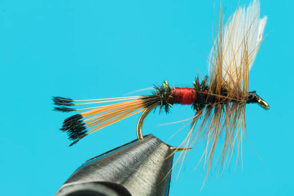 Royal Coachman-Dry Flies-BigYFlyCo.com — Big Y Fly Co