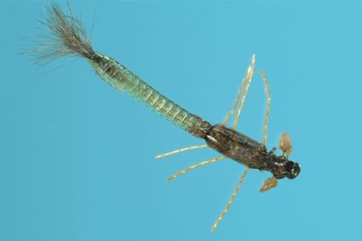 Stalcup's Ultra Damsel Nymph - Solitude — Big Y Fly Co